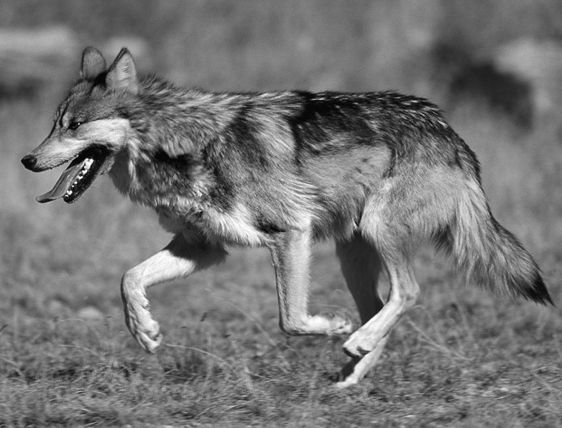 vuk - Hrvatska enciklopedija