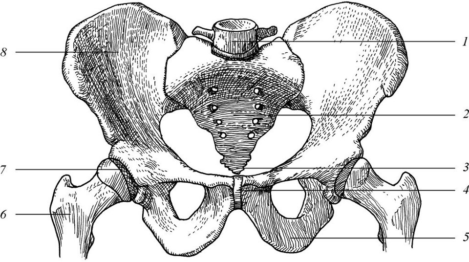 zdjelica - Hrvatska enciklopedija
