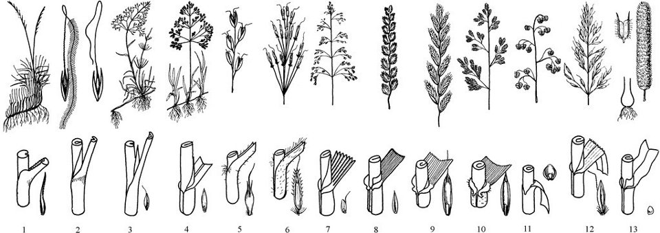 trave - Hrvatska enciklopedija