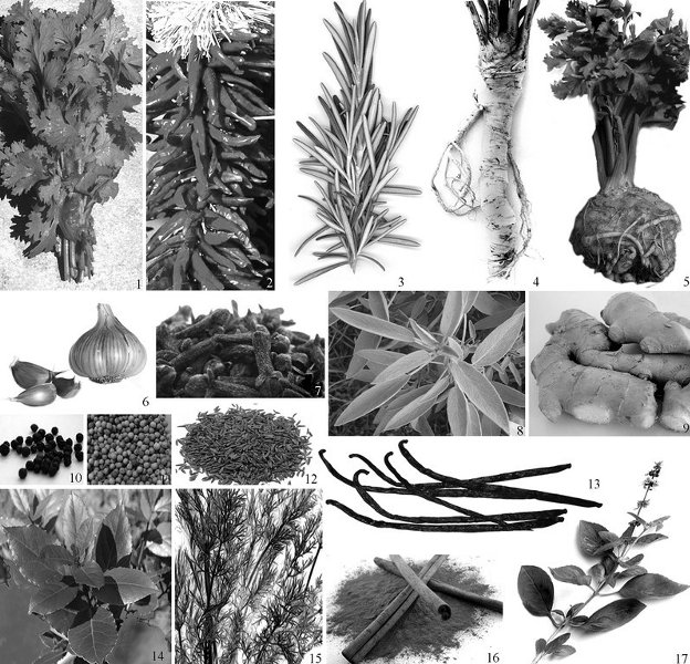 mirodije - Hrvatska enciklopedija