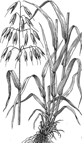 zob - Hrvatska enciklopedija