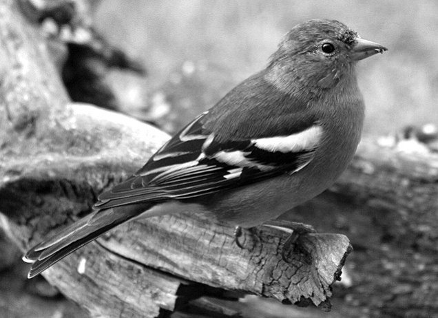 zebe - Hrvatska enciklopedija