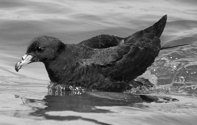 zovoji - Hrvatska enciklopedija