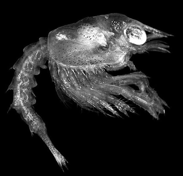 zoea - Hrvatska enciklopedija