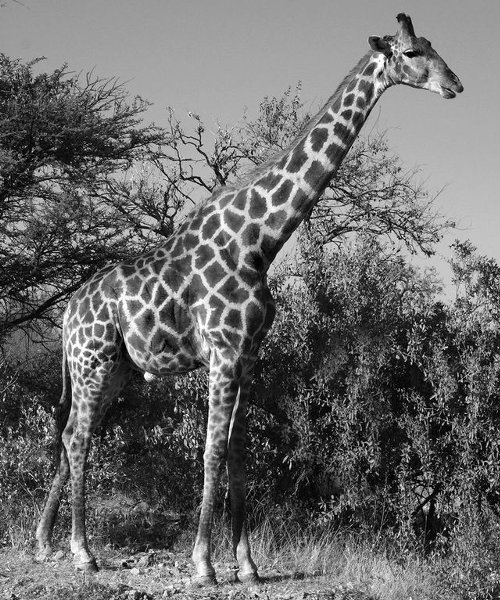 žirafa - Hrvatska enciklopedija