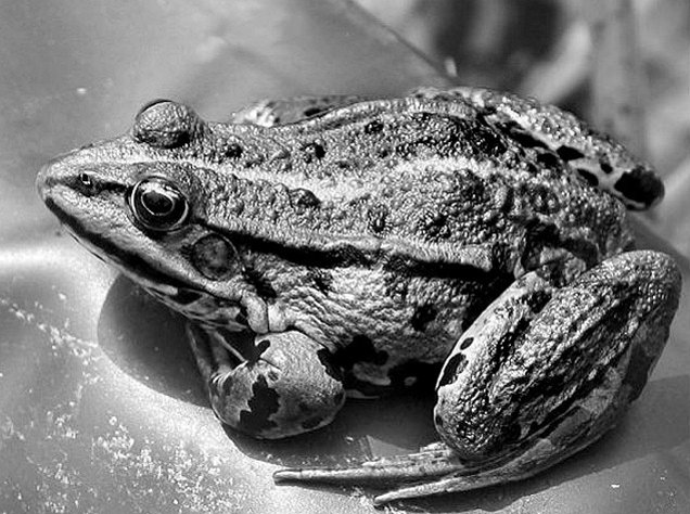 žabe - Hrvatska enciklopedija