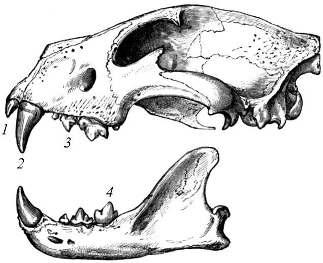 zvijeri - Hrvatska enciklopedija