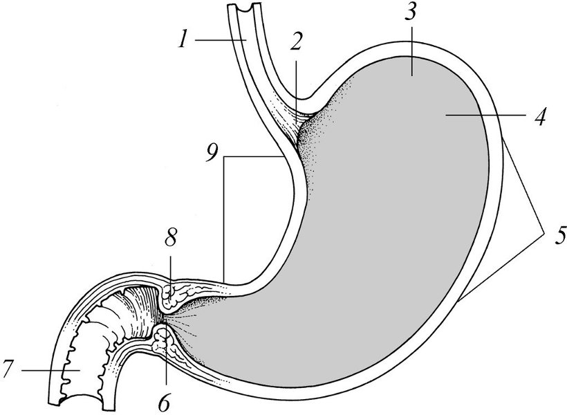 želudac - Hrvatska enciklopedija