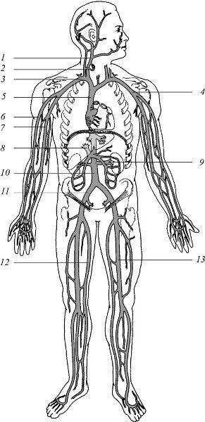 žile - Hrvatska enciklopedija