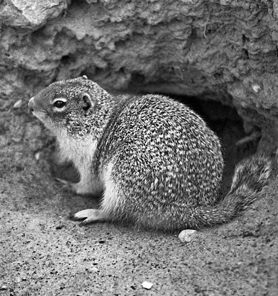 vjeverice - Hrvatska enciklopedija