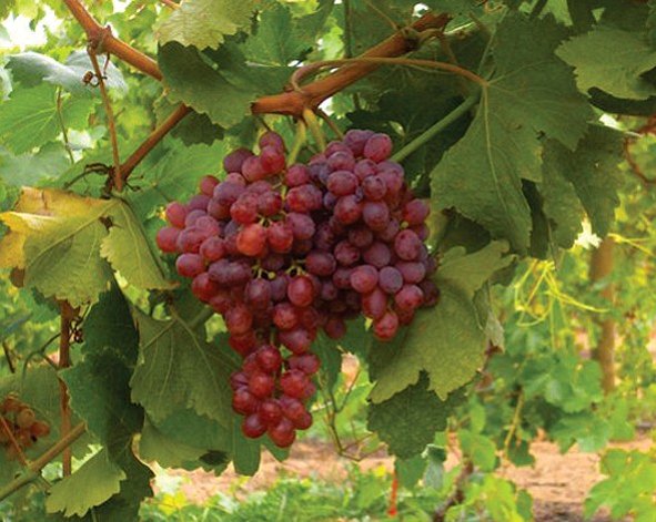 voće - Hrvatska enciklopedija