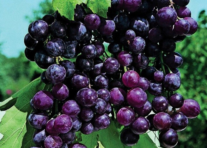 voće - Hrvatska enciklopedija