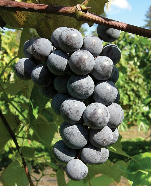 voće - Hrvatska enciklopedija