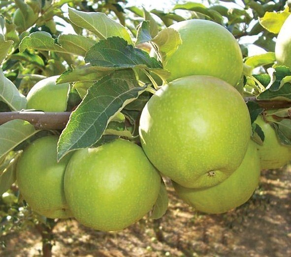 voće - Hrvatska enciklopedija