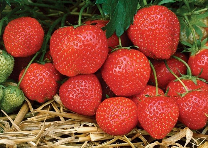 voće - Hrvatska enciklopedija