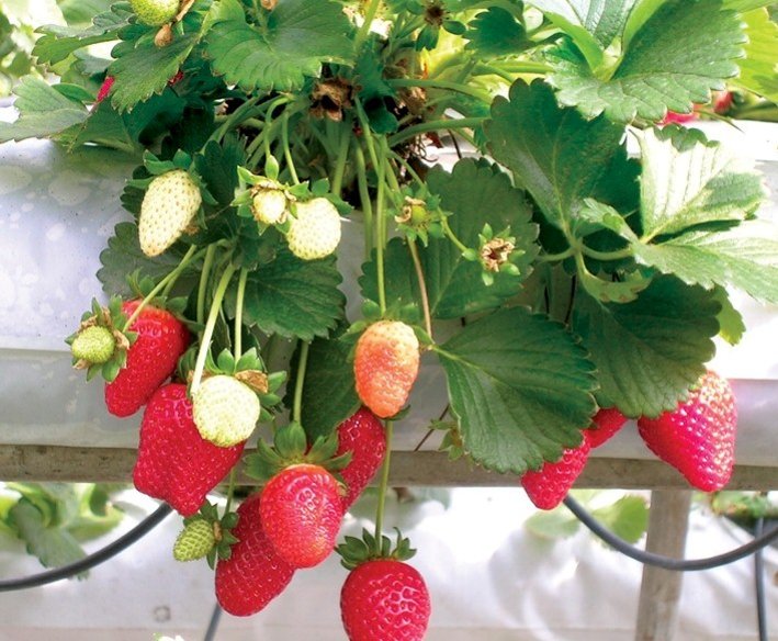 voće - Hrvatska enciklopedija