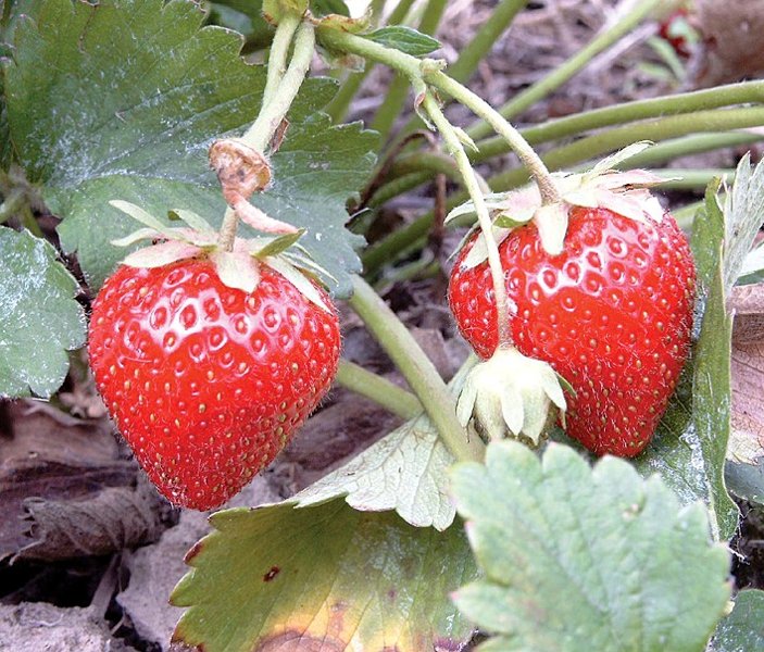 voće - Hrvatska enciklopedija