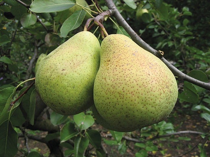 voće - Hrvatska enciklopedija