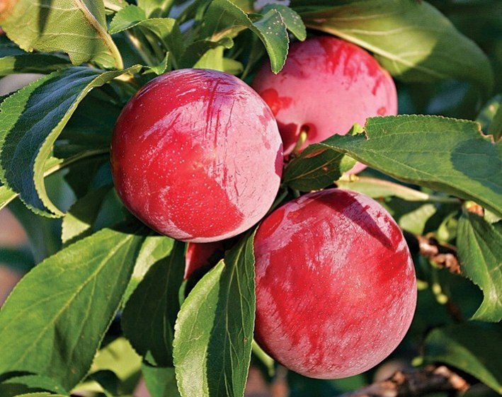 voće - Hrvatska enciklopedija