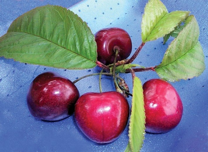 voće - Hrvatska enciklopedija