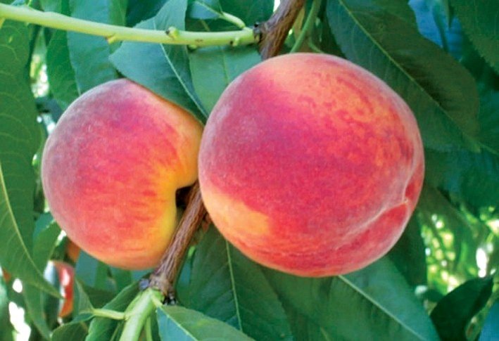 voće - Hrvatska enciklopedija