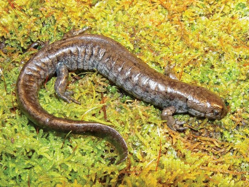 vodozemci - Hrvatska enciklopedija