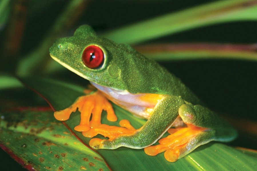 vodozemci - Hrvatska enciklopedija