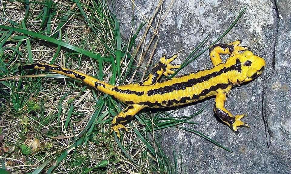 vodozemci - Hrvatska enciklopedija