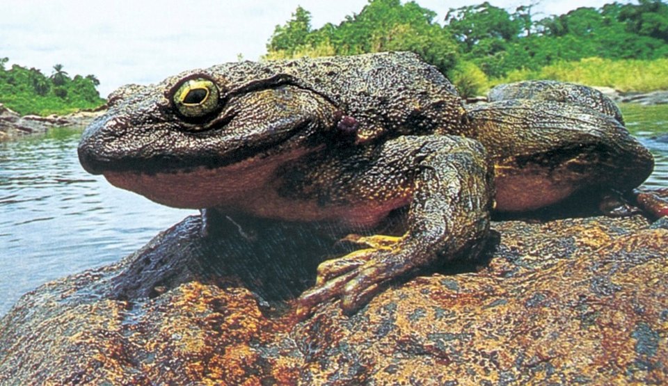 vodozemci - Hrvatska enciklopedija