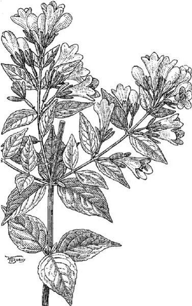 abelija - Hrvatska enciklopedija
