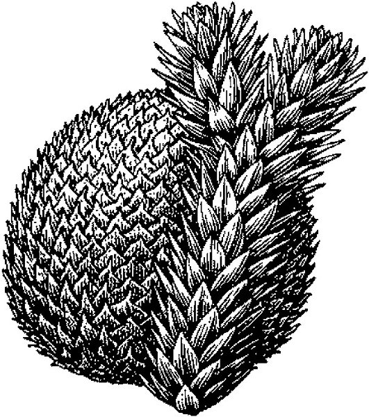 araukarija - Hrvatska enciklopedija