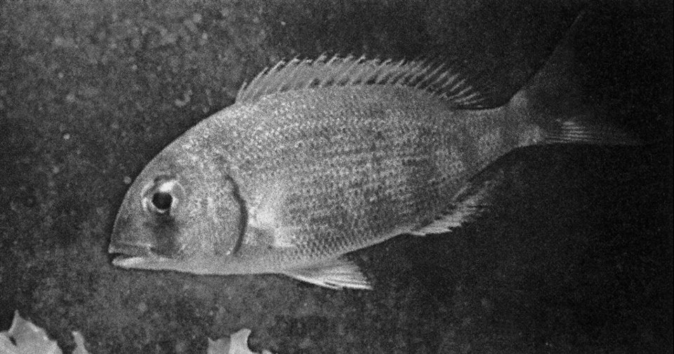 arbun - Hrvatska enciklopedija