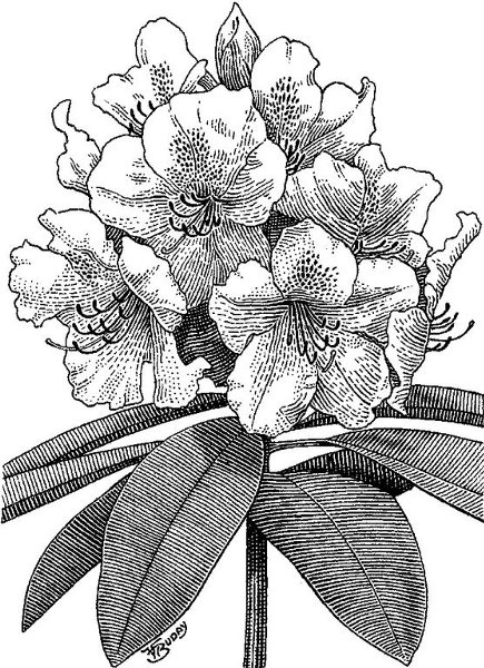 azaleja - Hrvatska enciklopedija