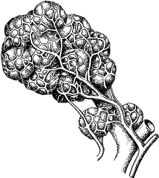 alveola - Hrvatska enciklopedija