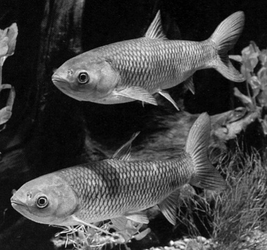 amur, bijeli - Hrvatska enciklopedija