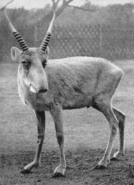 antilope - Hrvatska enciklopedija