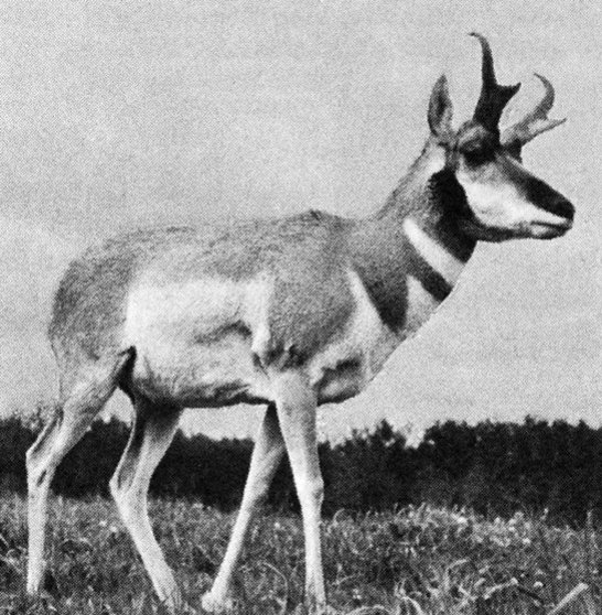 antilope - Hrvatska enciklopedija