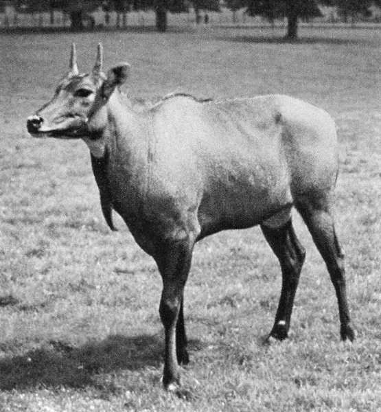 antilope - Hrvatska enciklopedija