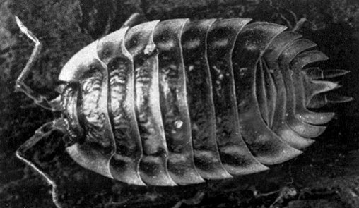 babure - Hrvatska enciklopedija