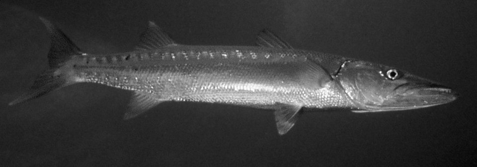 barakuda - Hrvatska enciklopedija