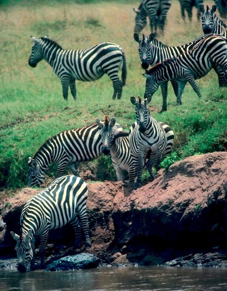 Afrika - Hrvatska enciklopedija