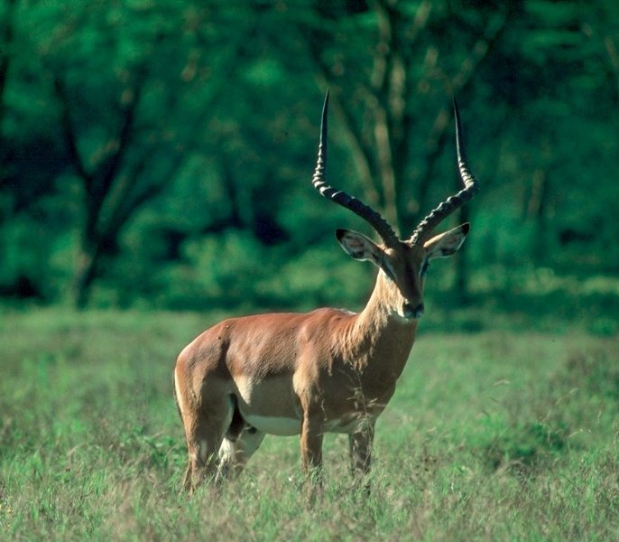 Afrika - Hrvatska enciklopedija