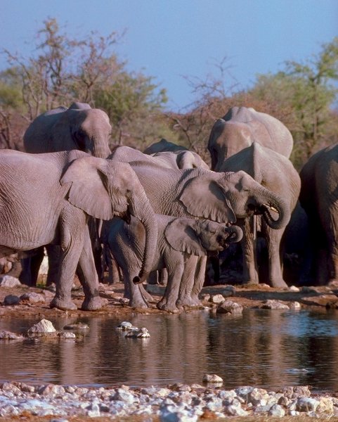 Afrika - Hrvatska enciklopedija