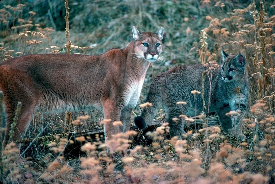 Amerika - Hrvatska enciklopedija