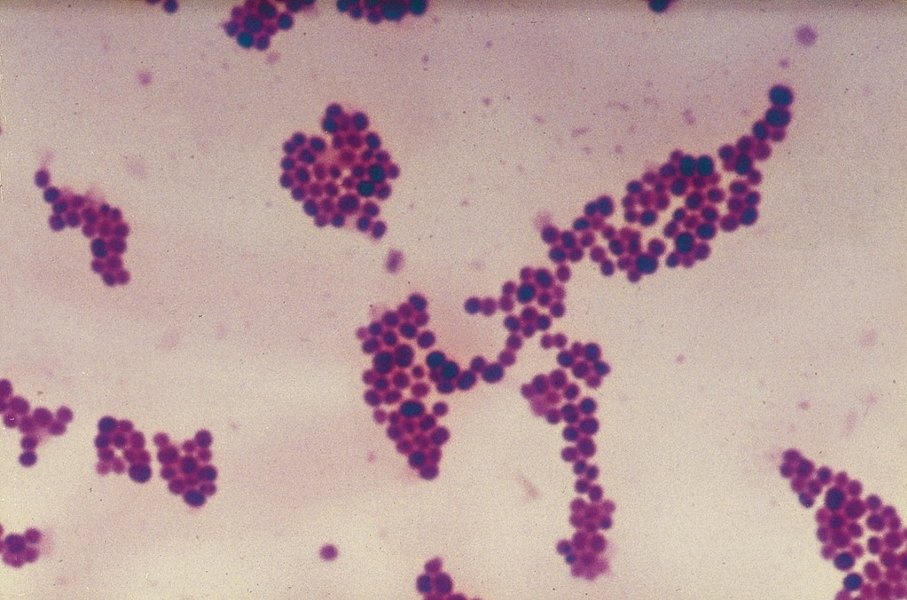 bakterije - Hrvatska enciklopedija