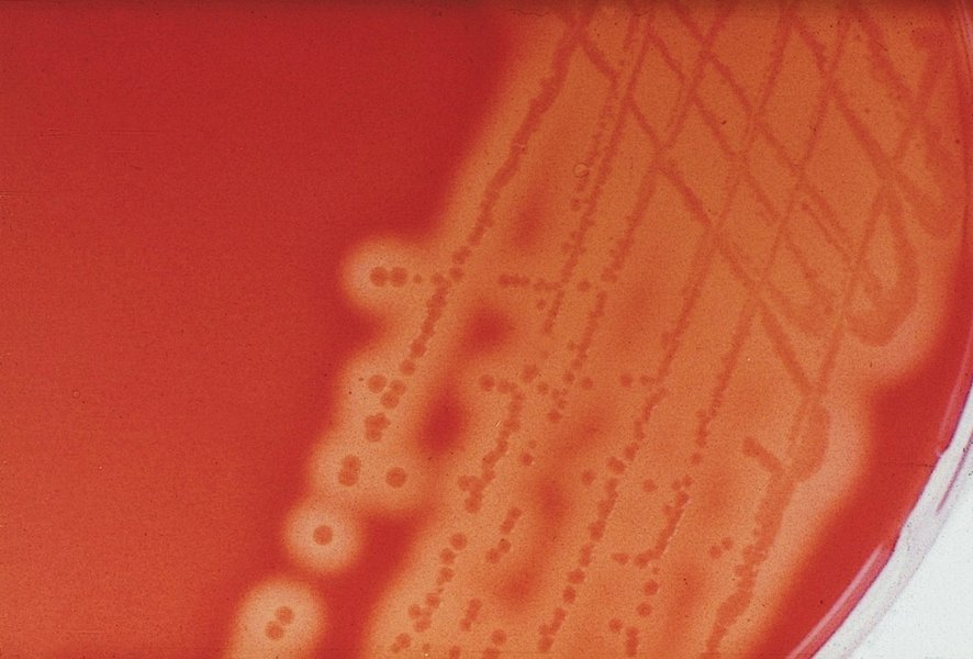 bakterije - Hrvatska enciklopedija