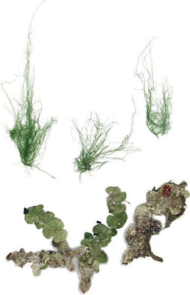 alge - Hrvatska enciklopedija