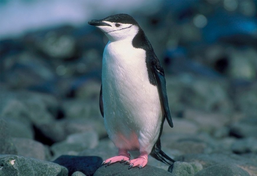 Antarktika - Hrvatska enciklopedija