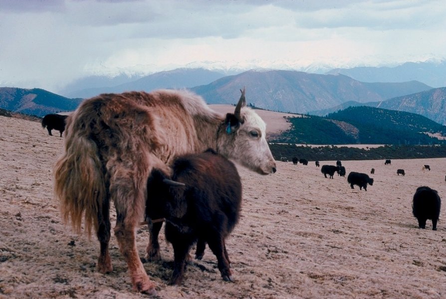Azija - Hrvatska enciklopedija