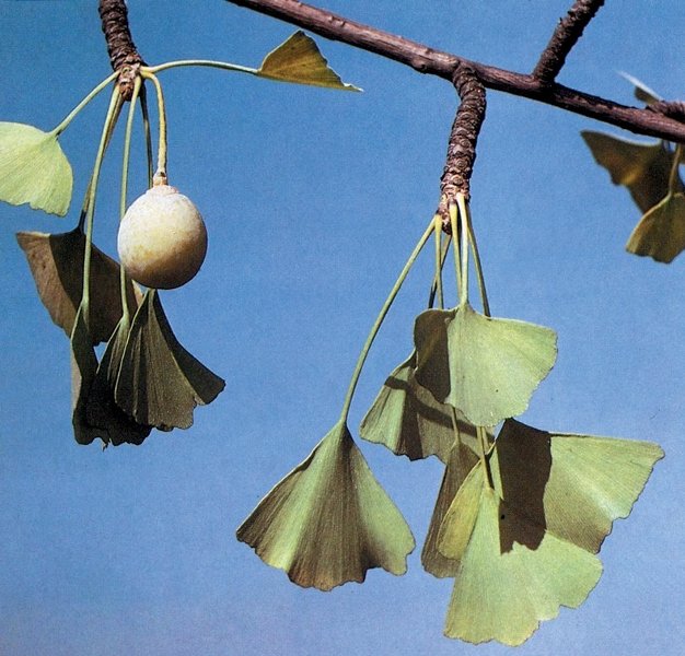 Azija - Hrvatska enciklopedija